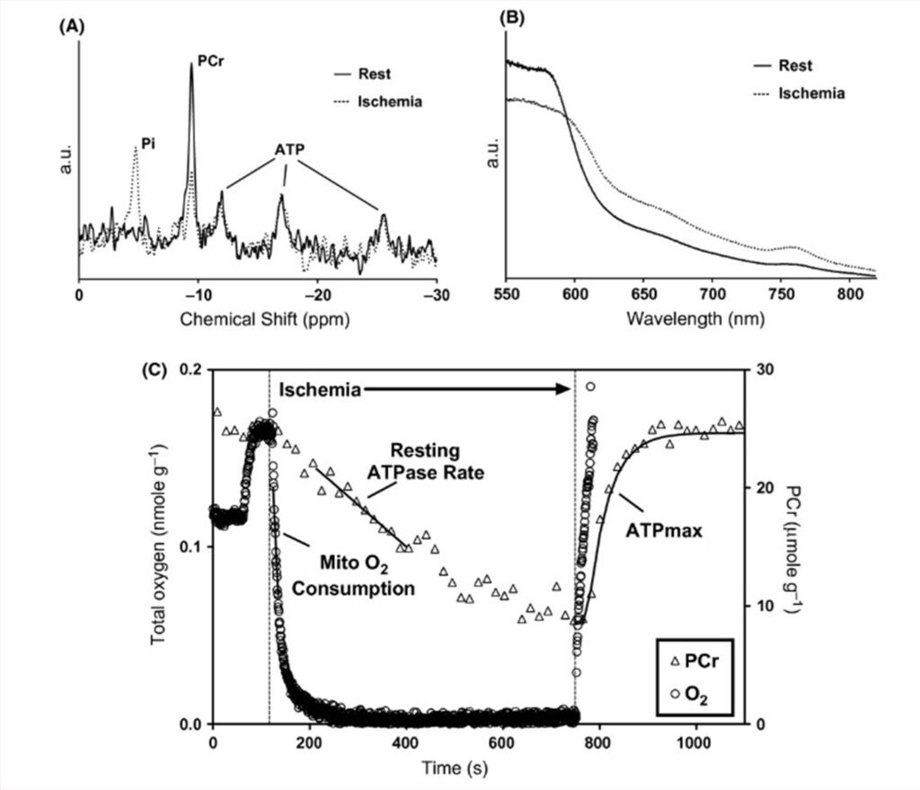 Unlocking the SS-31 Peptide Benefits for Good Health